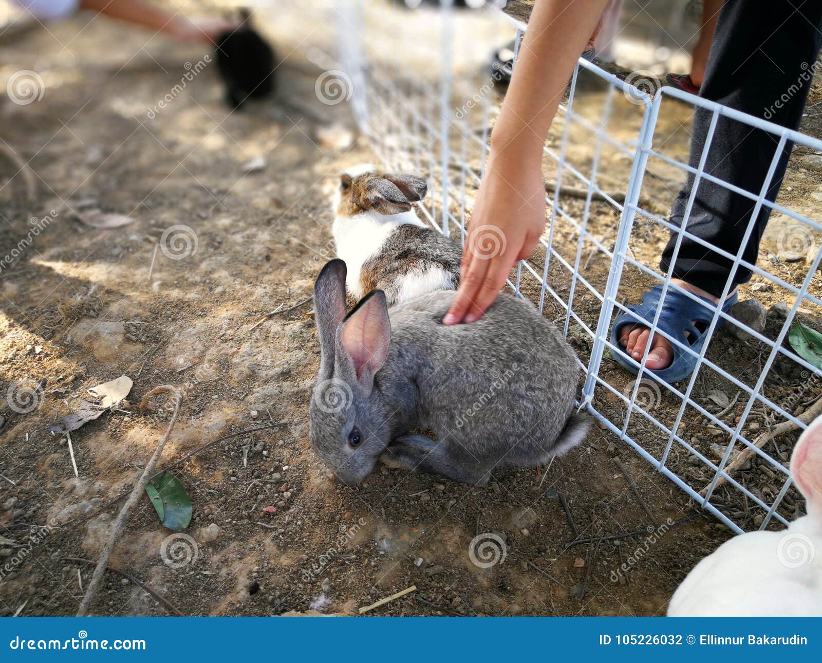 A Hand Patting a Fluffy Furry Rabbit in a Cage. Stock Photo - Image of ...