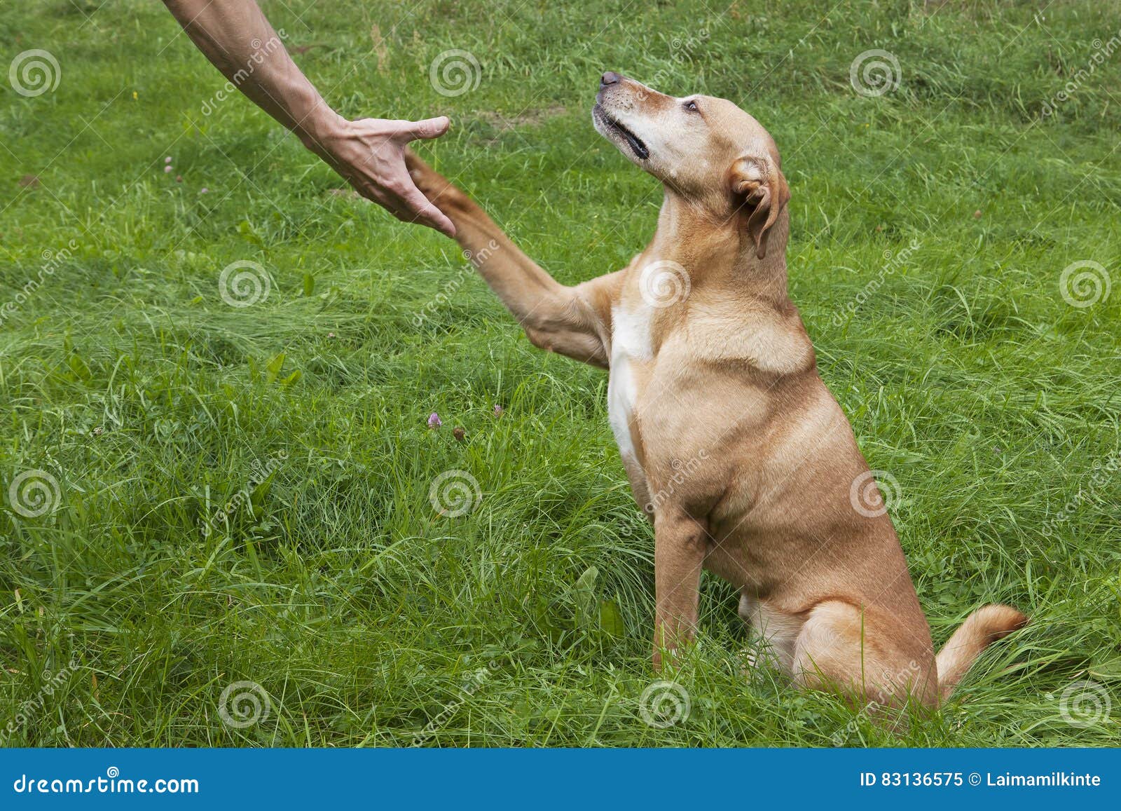 Hand and paw shake. stock image. Image of green, nature - 83136575