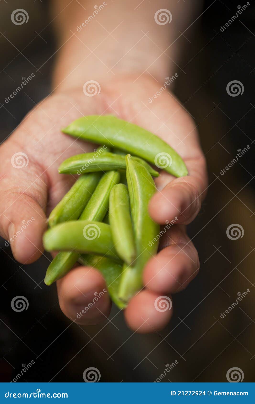 Hand with Pea Pods stock photo. Image of full, frame - 21272924