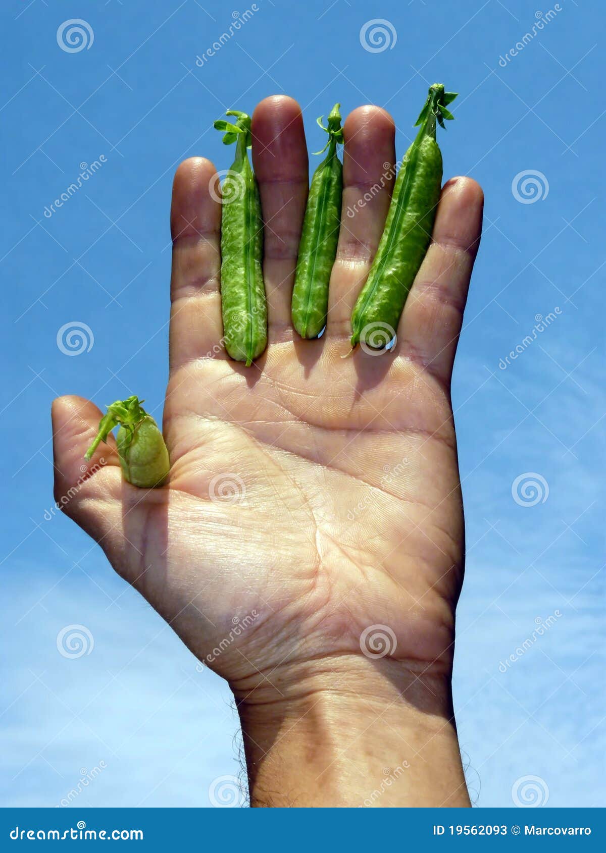 Hand with peas stock image. Image of sweet, hold, harvest - 19562093