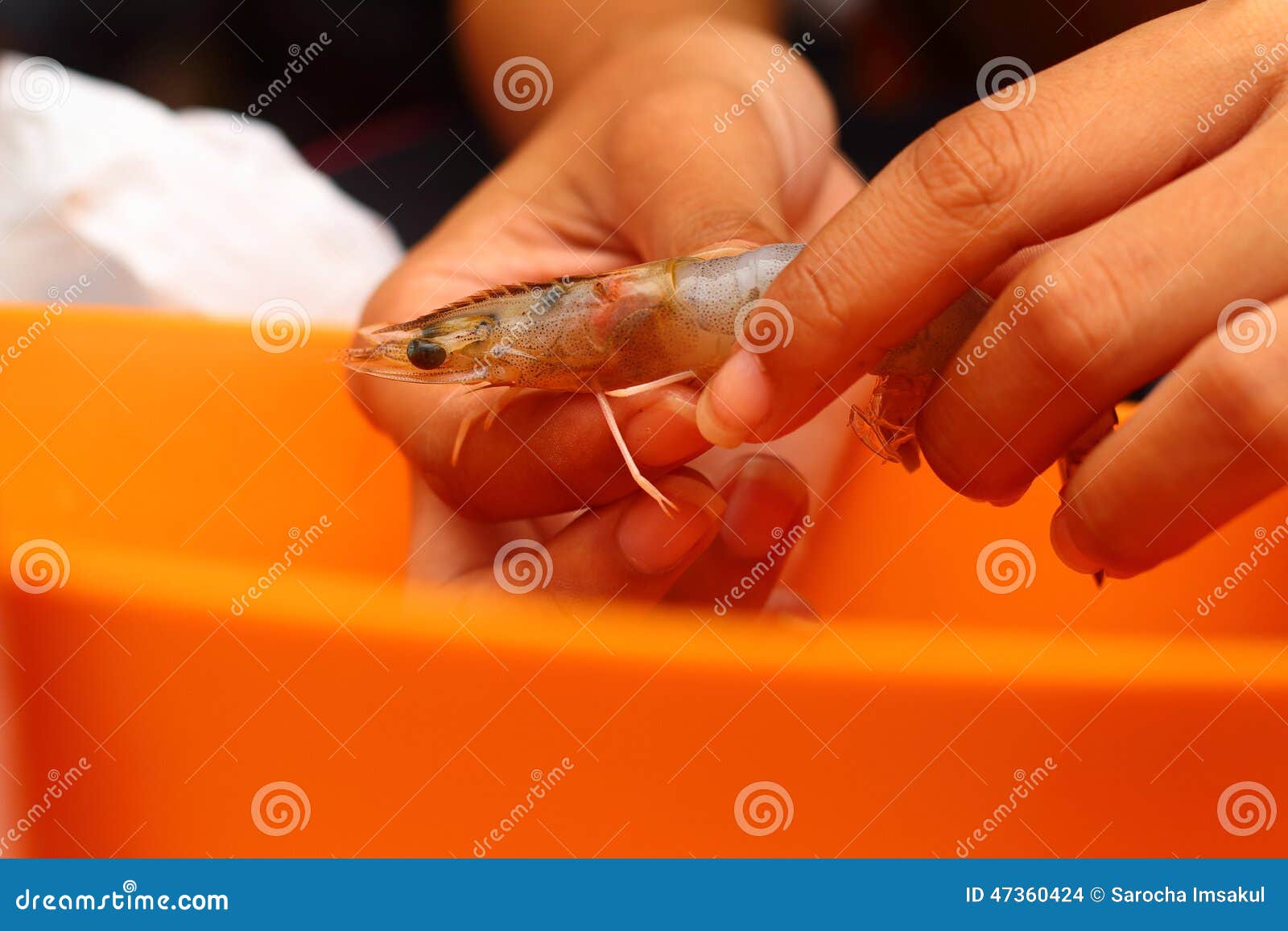 Hand Peeled Shrimp Dishes are Orange. Stock Photo - Image of dishes ...