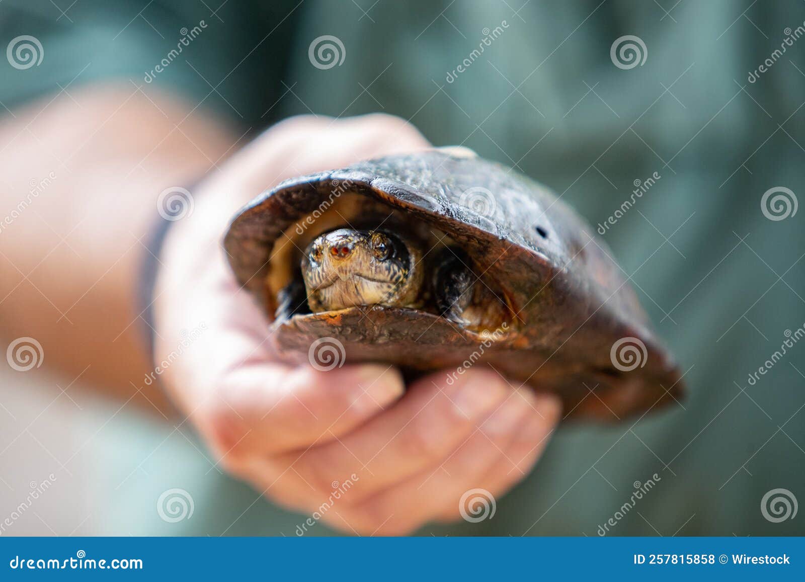 Hand of Person Holding Turtle Stock Photo - Image of closeup, person ...