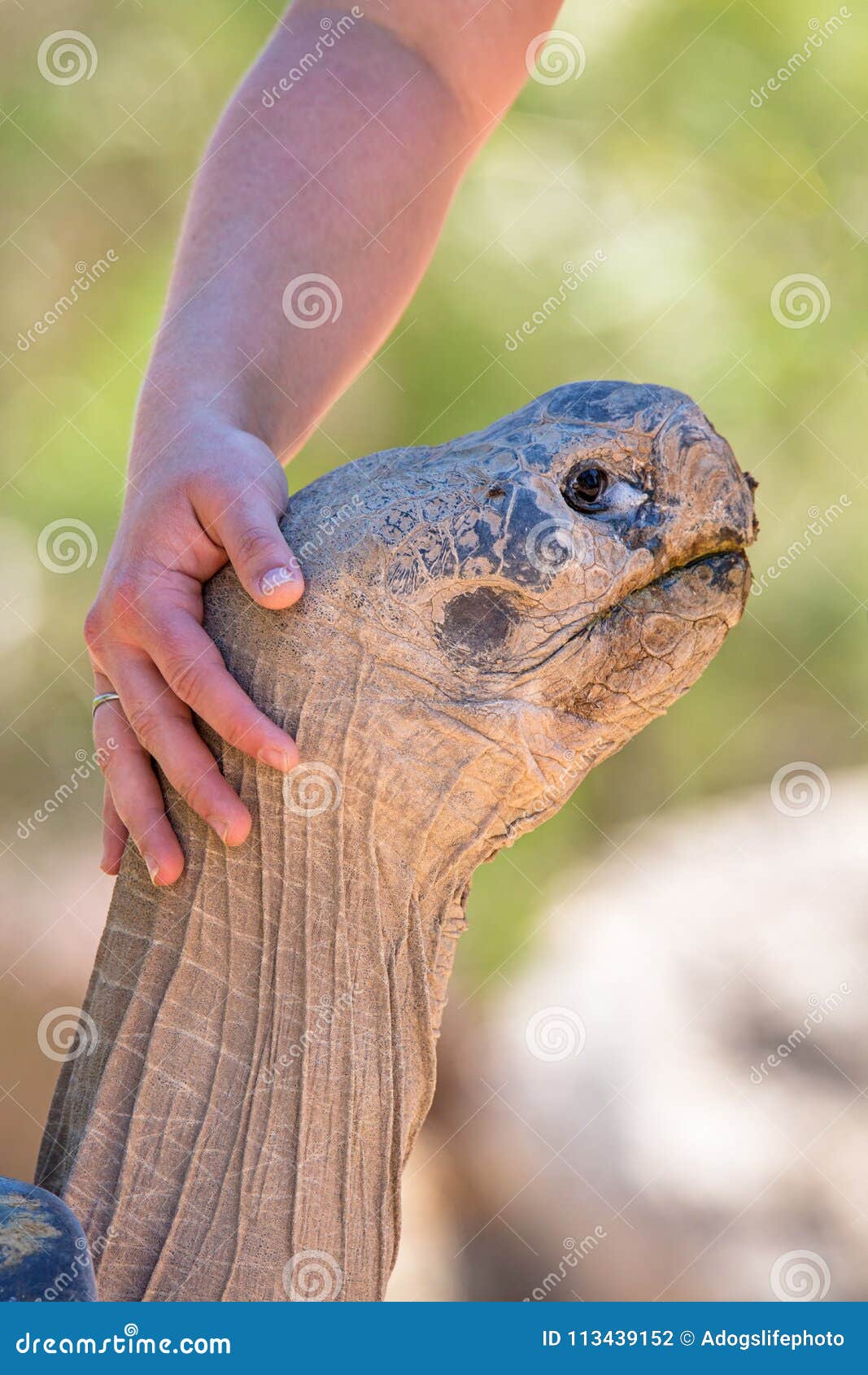 Person Petting Large Tortoise Stock Photo - Image of caretaker, turtle ...