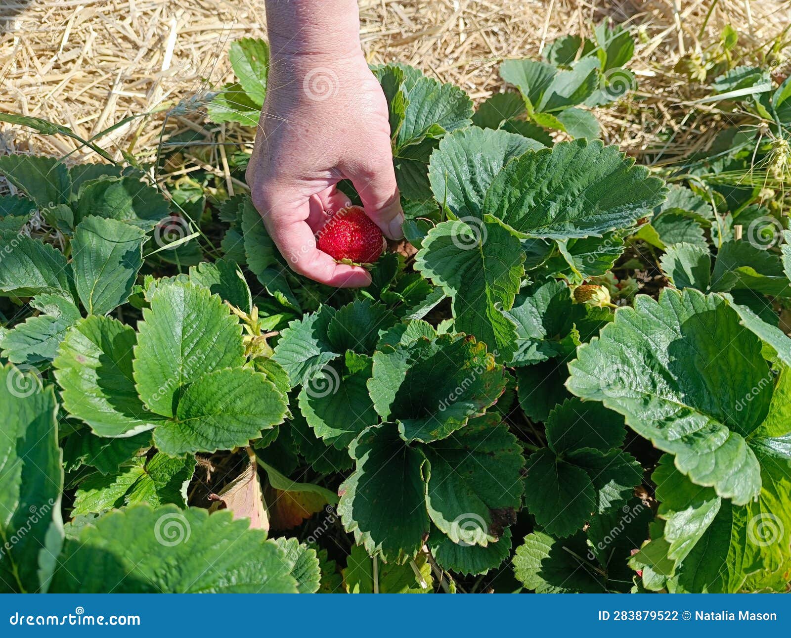 Hand of a Person Picking a Strawberry Stock Photo - Image of harvest ...