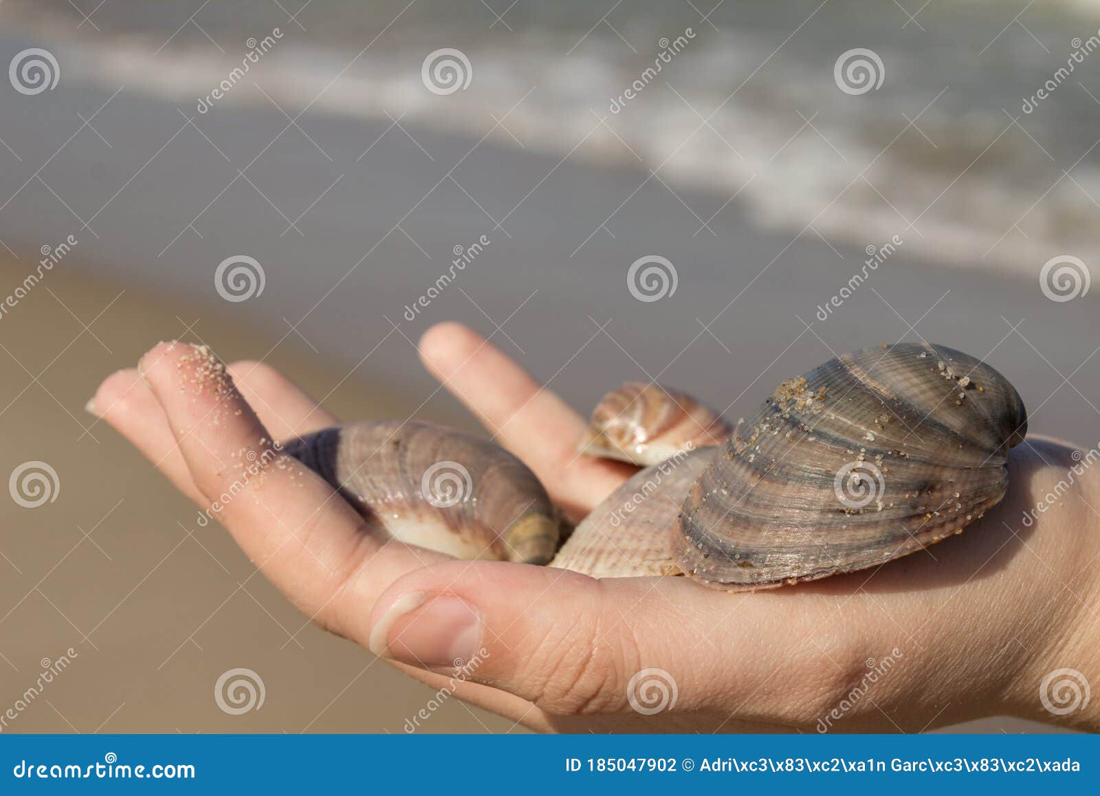 Hand of a Person with Shells from the Beach Stock Photo - Image of plan ...
