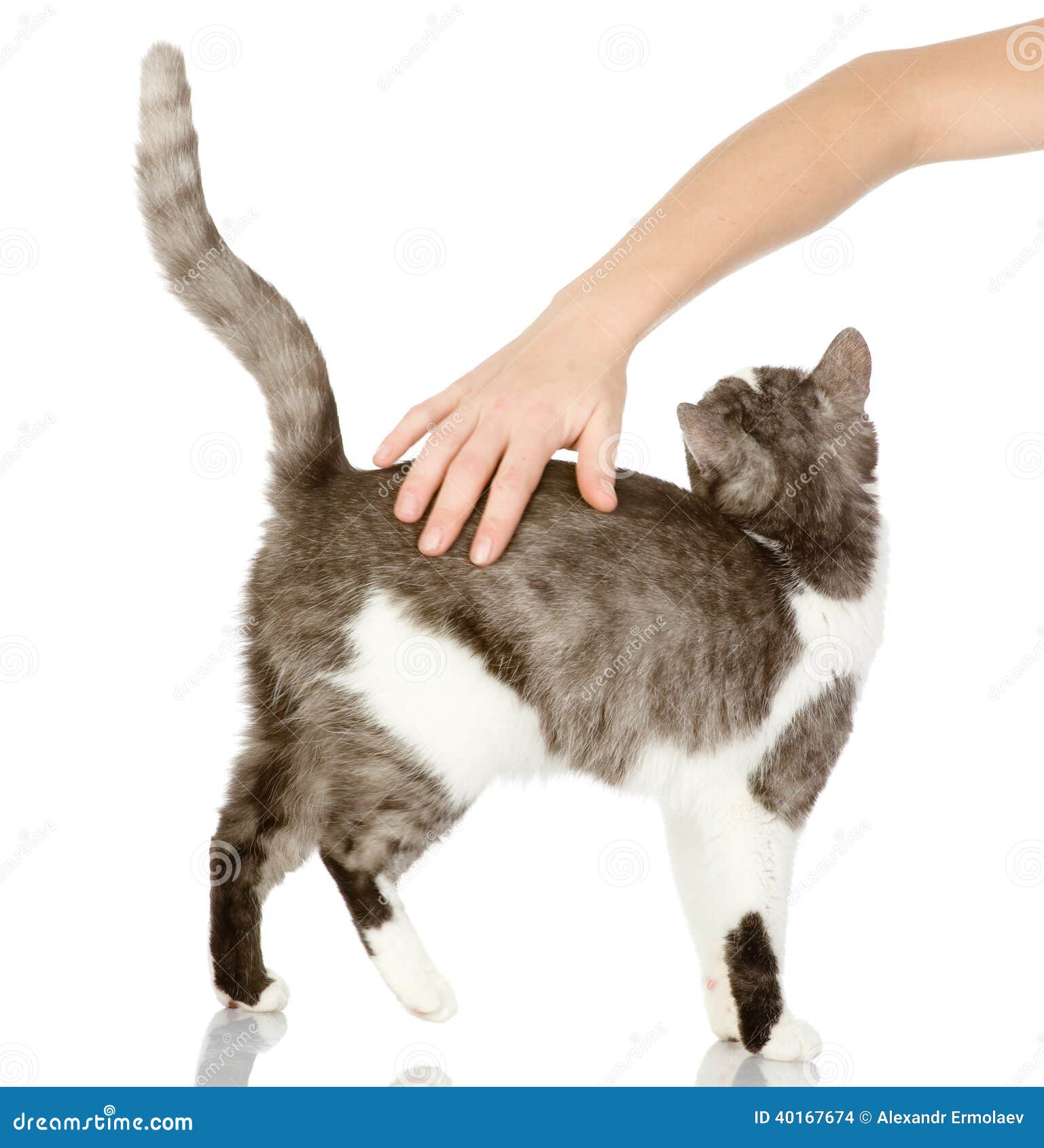 Hand of Person Stroking Head of Cute Cat. Stock Photo - Image of mammal ...