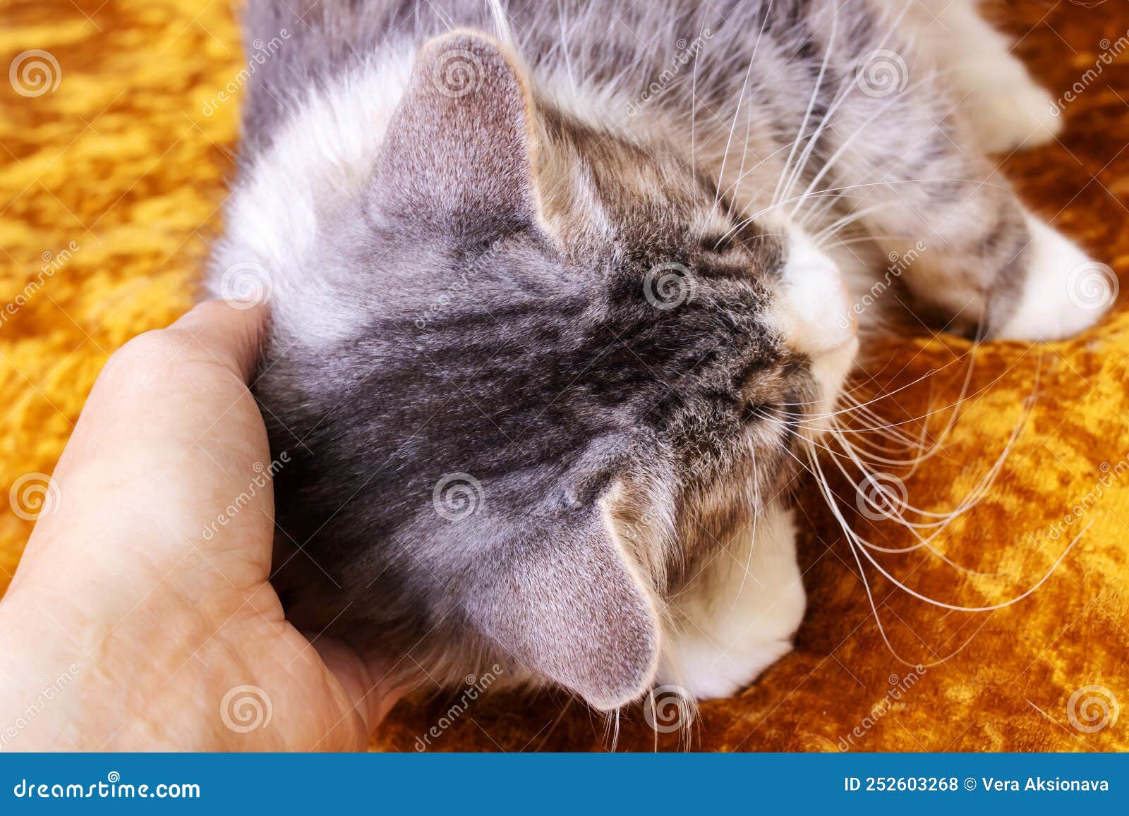 Hand Petting an Affectionate Fluffy Cat Closeup Stock Photo - Image of ...