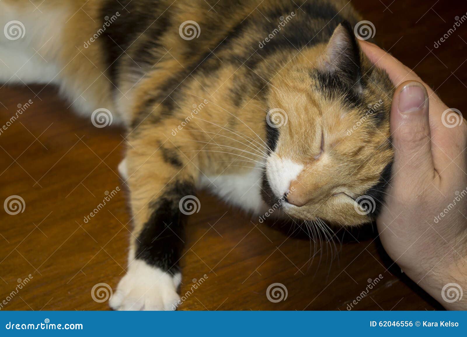 Hand Petting Calico Cat stock photo. Image of female - 62046556