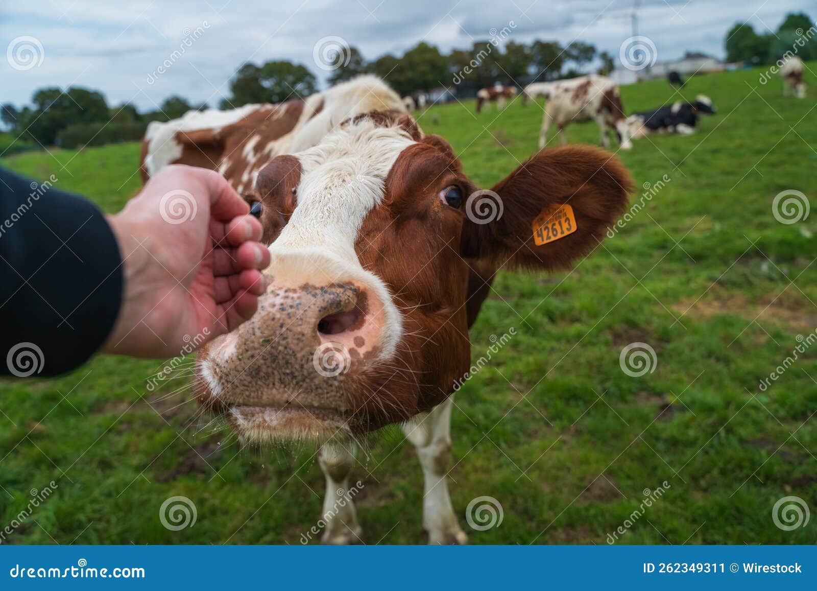 Hand Petting a Cow Grazing in the Pasture Stock Image - Image of meadow ...
