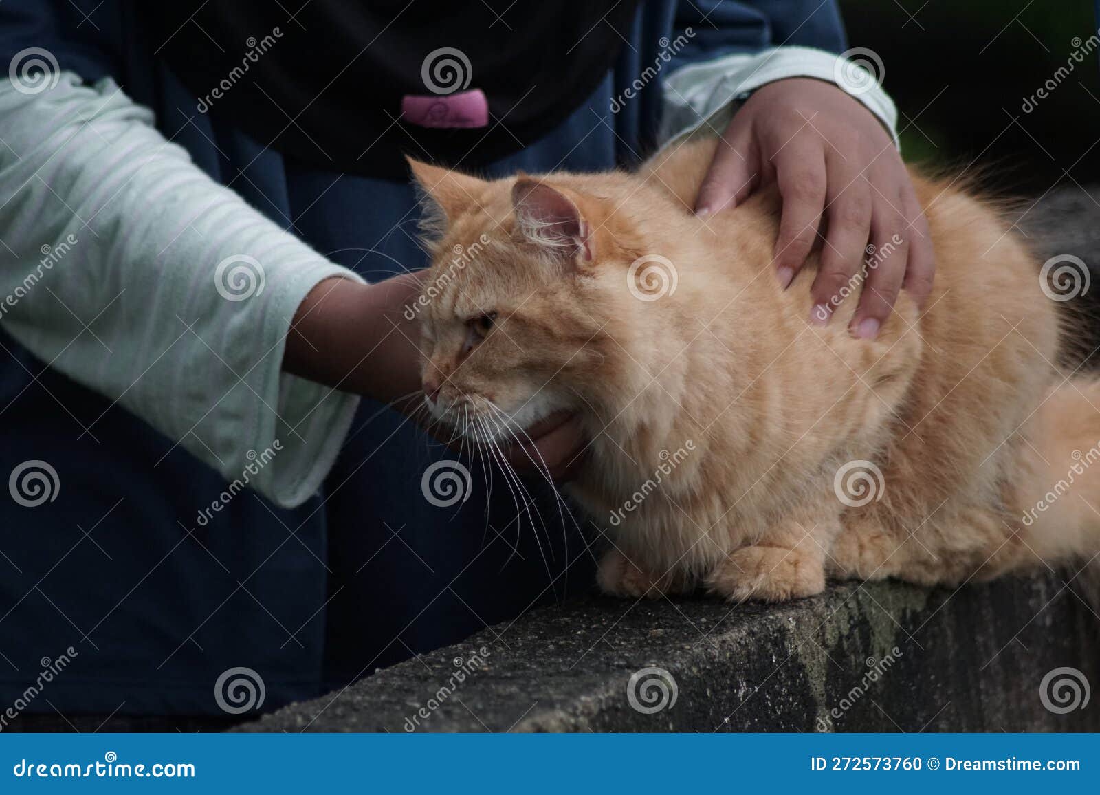Hand Petting Cute Ginger Cat Stock Photo - Image of skin, emotion ...