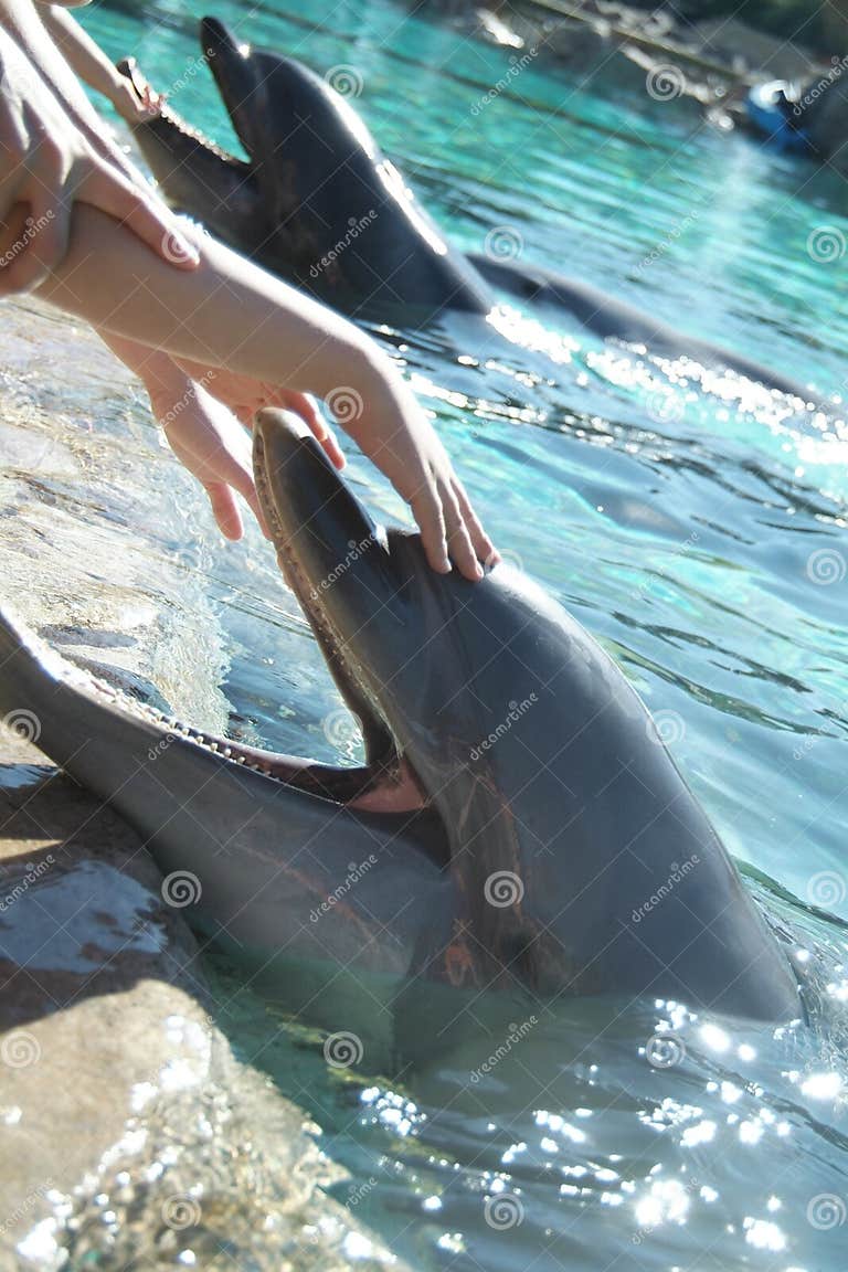 Hand petting dolphin stock photo. Image of white, play - 9331988