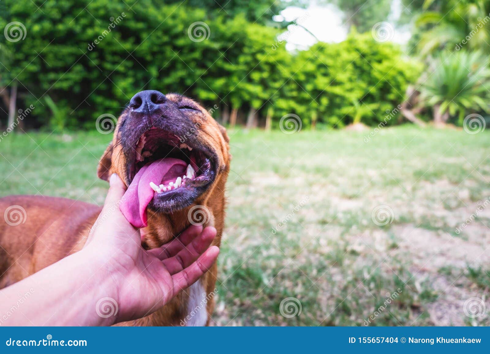 The Hand that is Petting His Dog. Stock Photo - Image of adorable ...