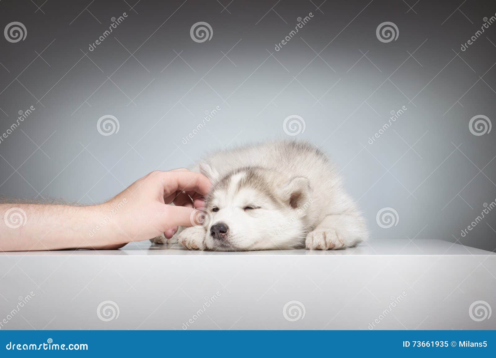 Hand Petting Sleeping Husky Dog Stock Image - Image of petting, husky ...