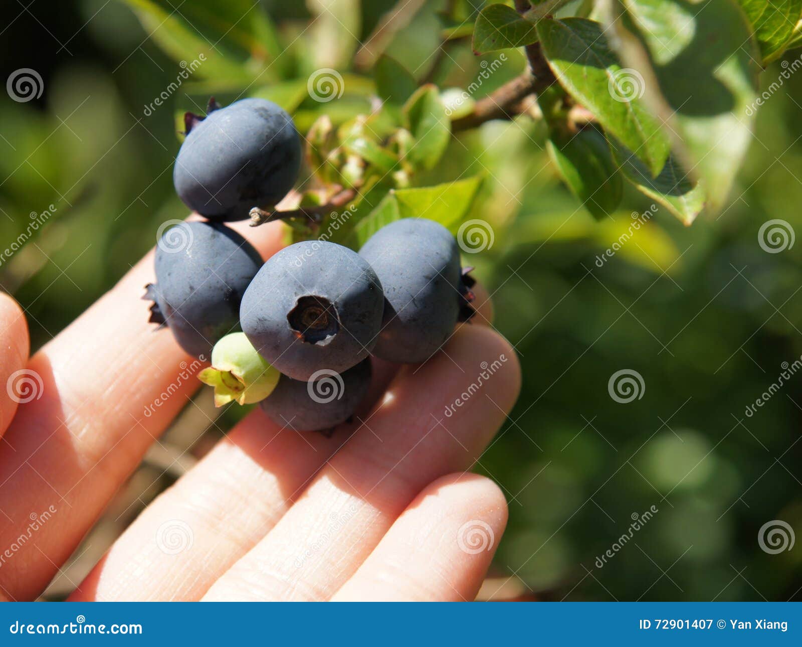 Hand Pick Blue Berries stock image. Image of pick, harvesting - 72901407