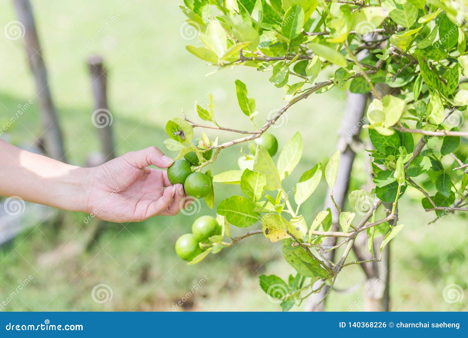 Hand Farmer Pick Lemon from Lemon Tree Stock Photo - Image of harvest ...