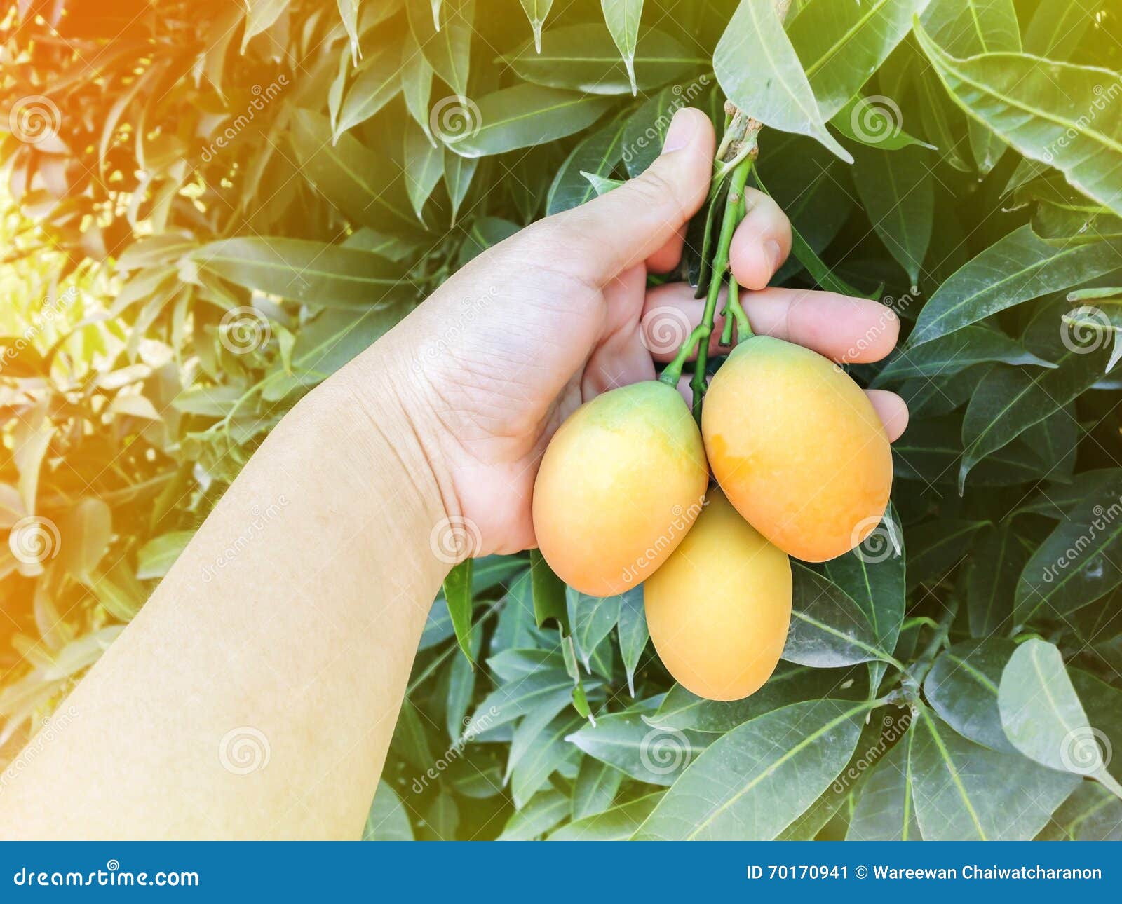 Hand Pick Mango Plum Fruit from Tree in Tropical Garden View Stock ...