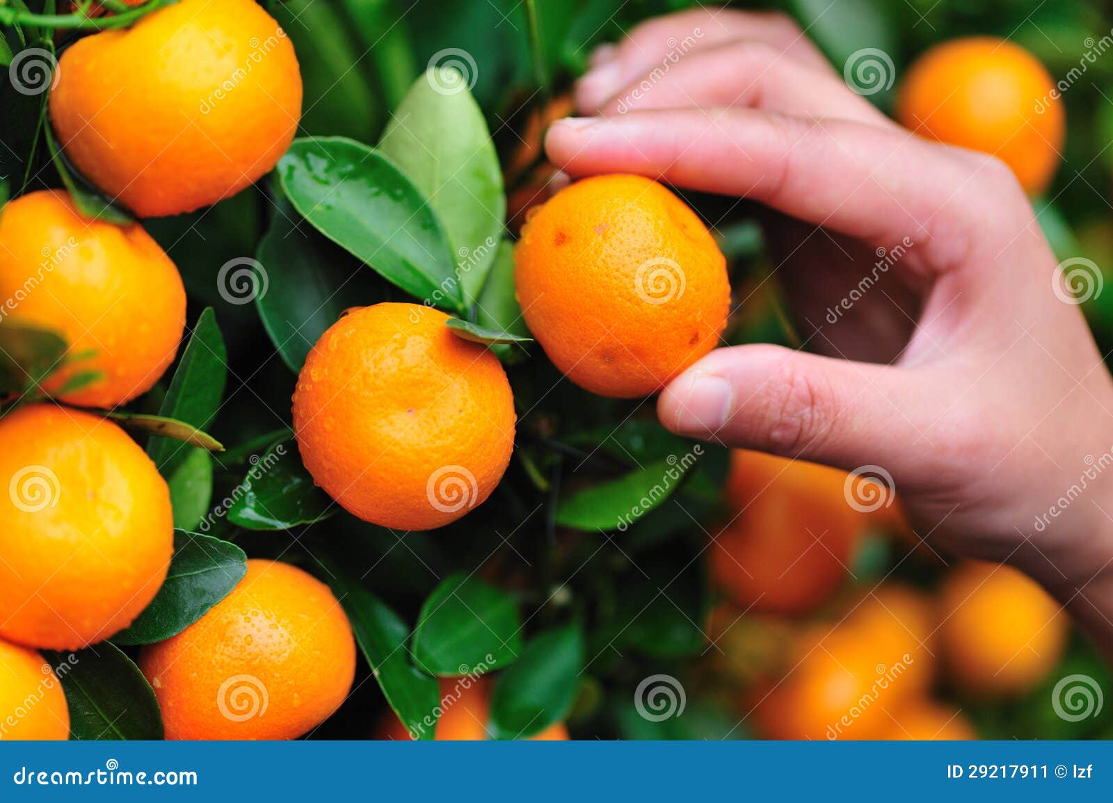 Hand pick oranges on tree stock image. Image of china - 29217911