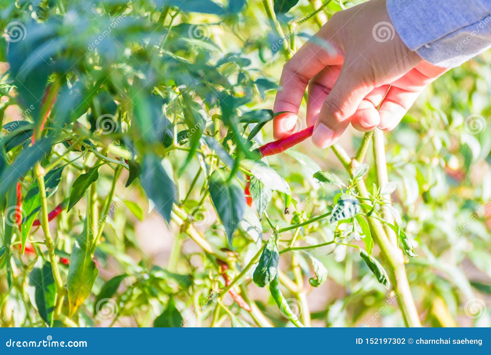 Hand Pick Chilli at Farm in the Morning Stock Photo - Image of chilli ...