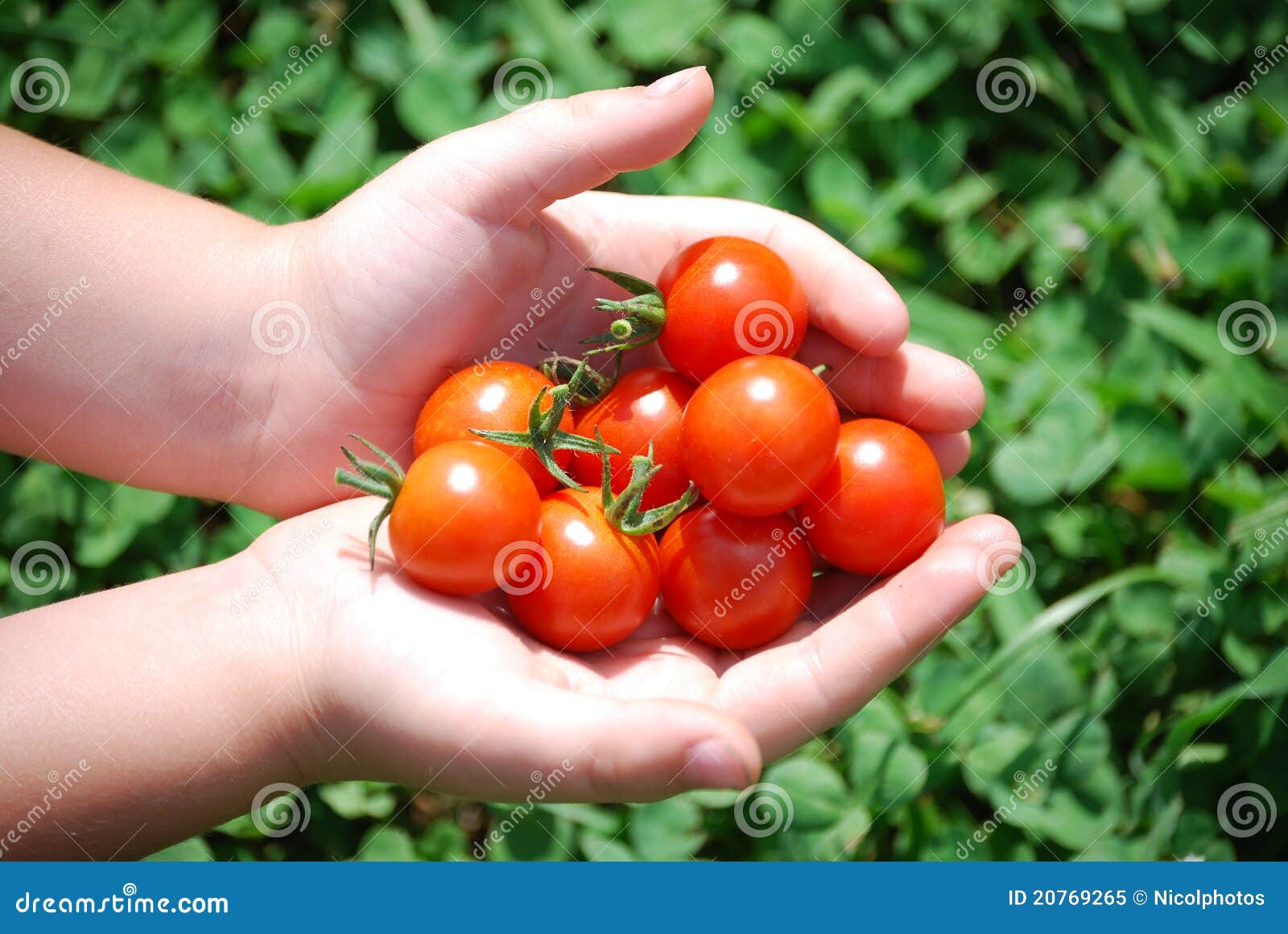 Hand picked stock image. Image of veggies, hands, produce - 20769265