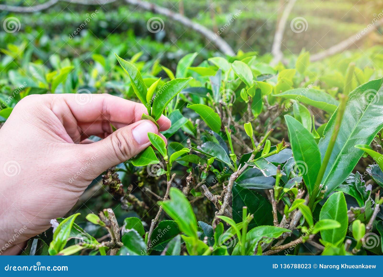 Hand Picked Green Tea Leaves Stock Image - Image of background, green ...