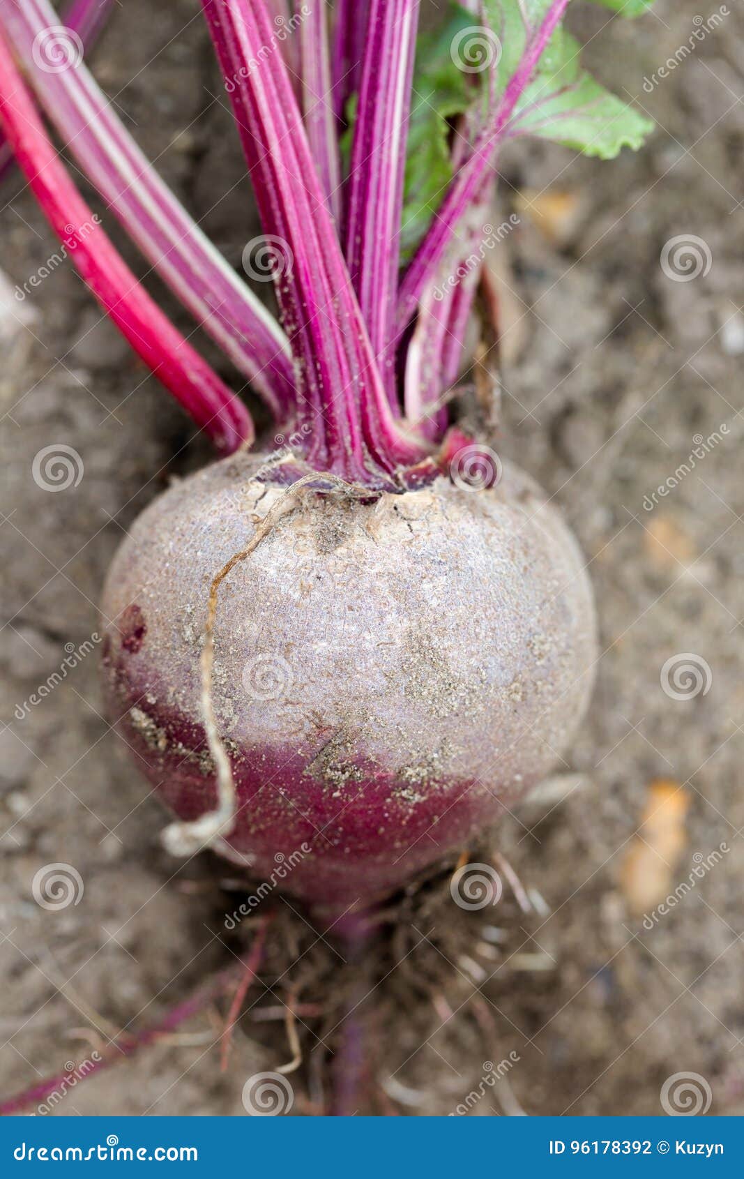 Hand Picked Single Fresh Organic Beetroot Stock Photo - Image of hand ...