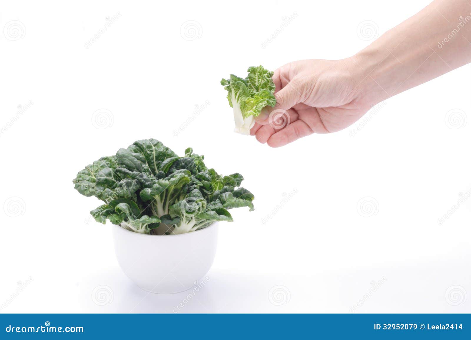 Hand picked vegetables stock image. Image of industry - 32952079