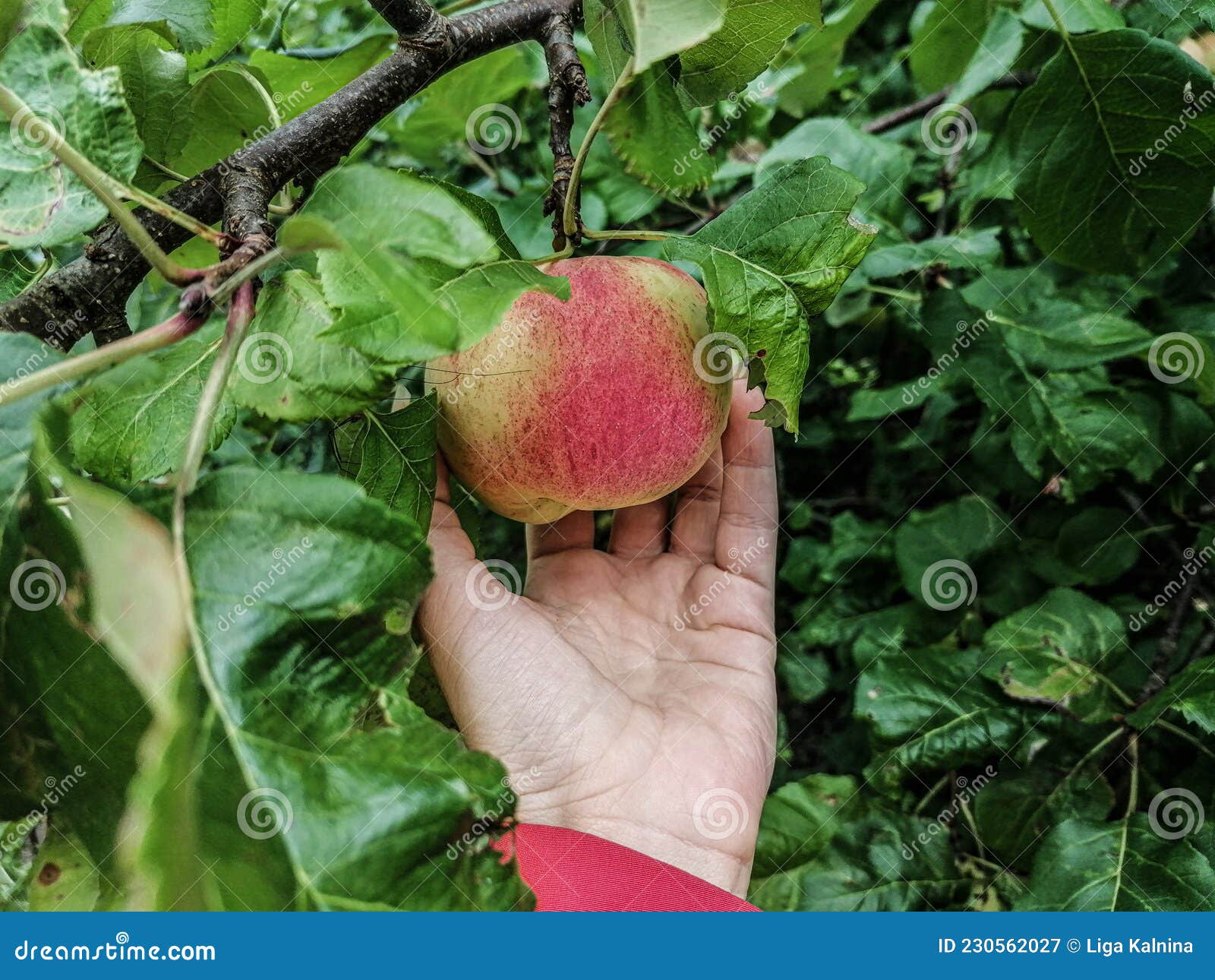 Hand picking an Apple stock image. Image of food, plant - 230562027