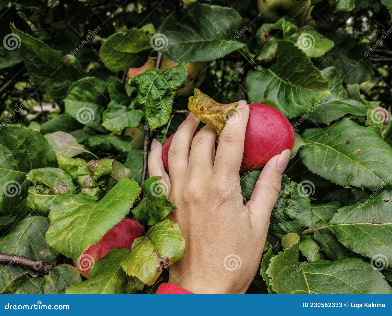 Hand picking an Apple stock image. Image of garden, herb - 230562333