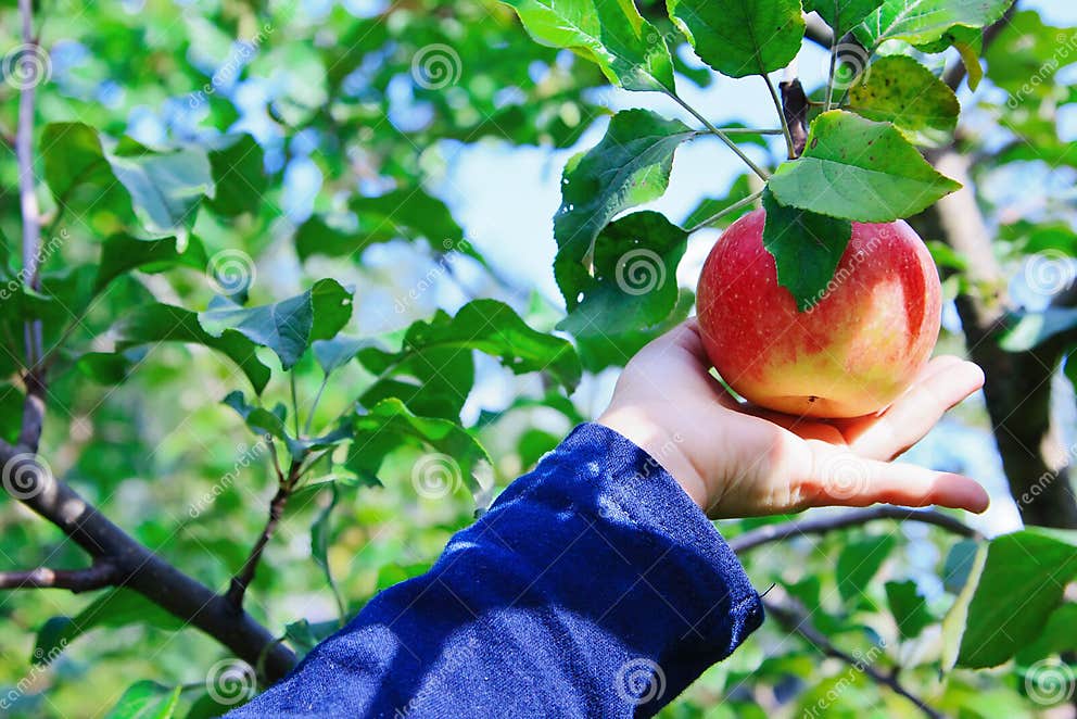 Hand picking an apple stock image. Image of apple, rural - 26017817
