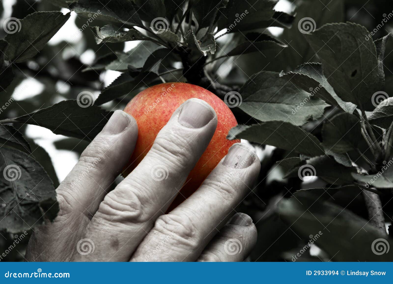 Hand picking an apple stock photo. Image of crop, agriculture - 2933994