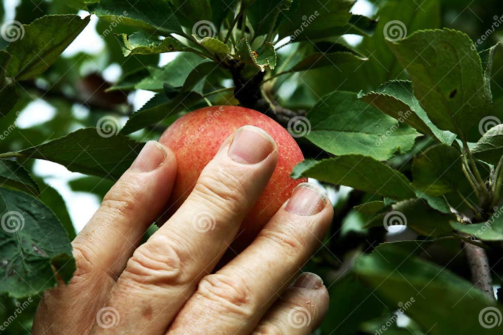 Hand picking an apple stock image. Image of branches, apples - 2984449