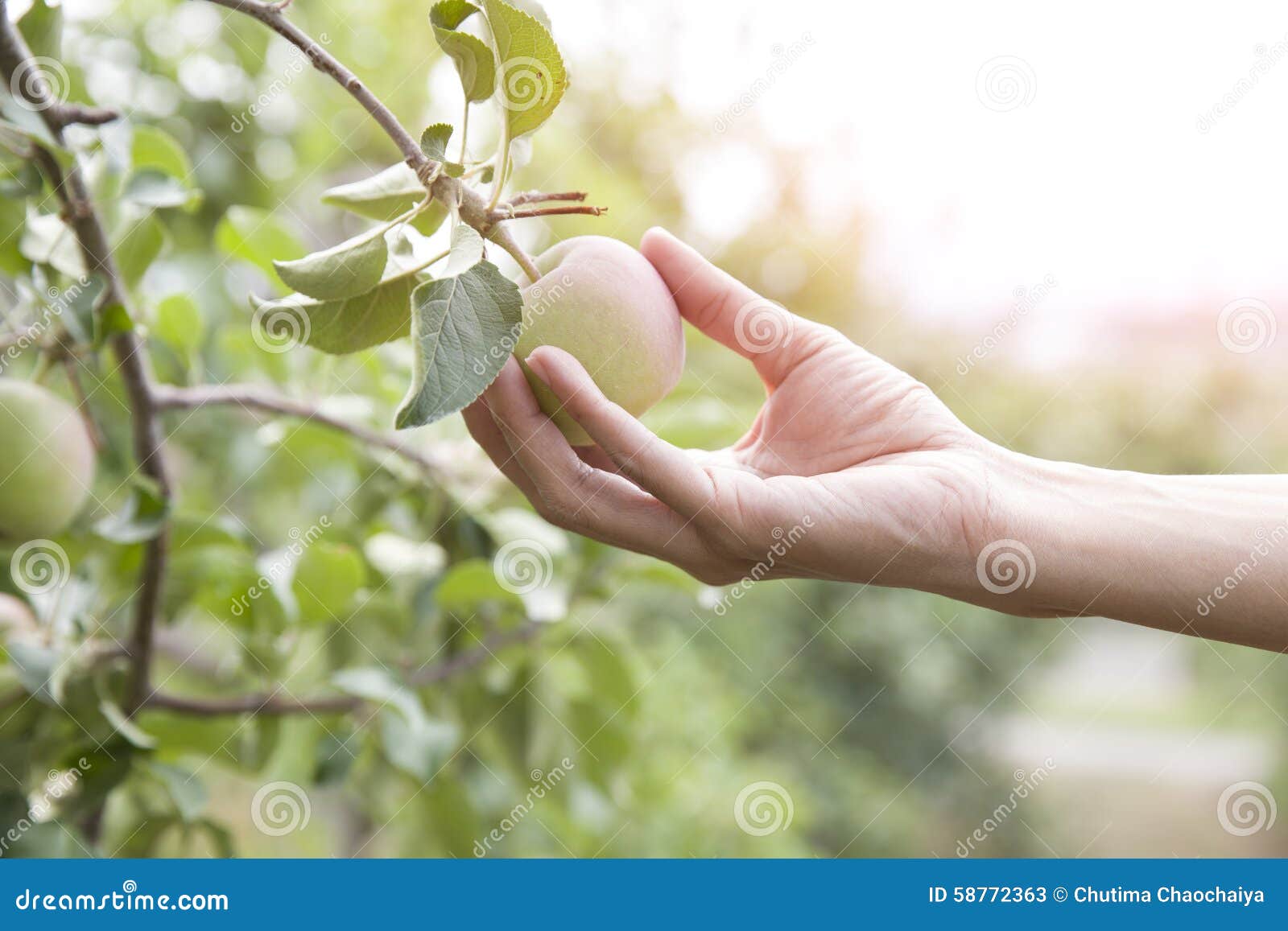 Hand Picking an Apple, Apple Tree Stock Image - Image of hand, branch ...