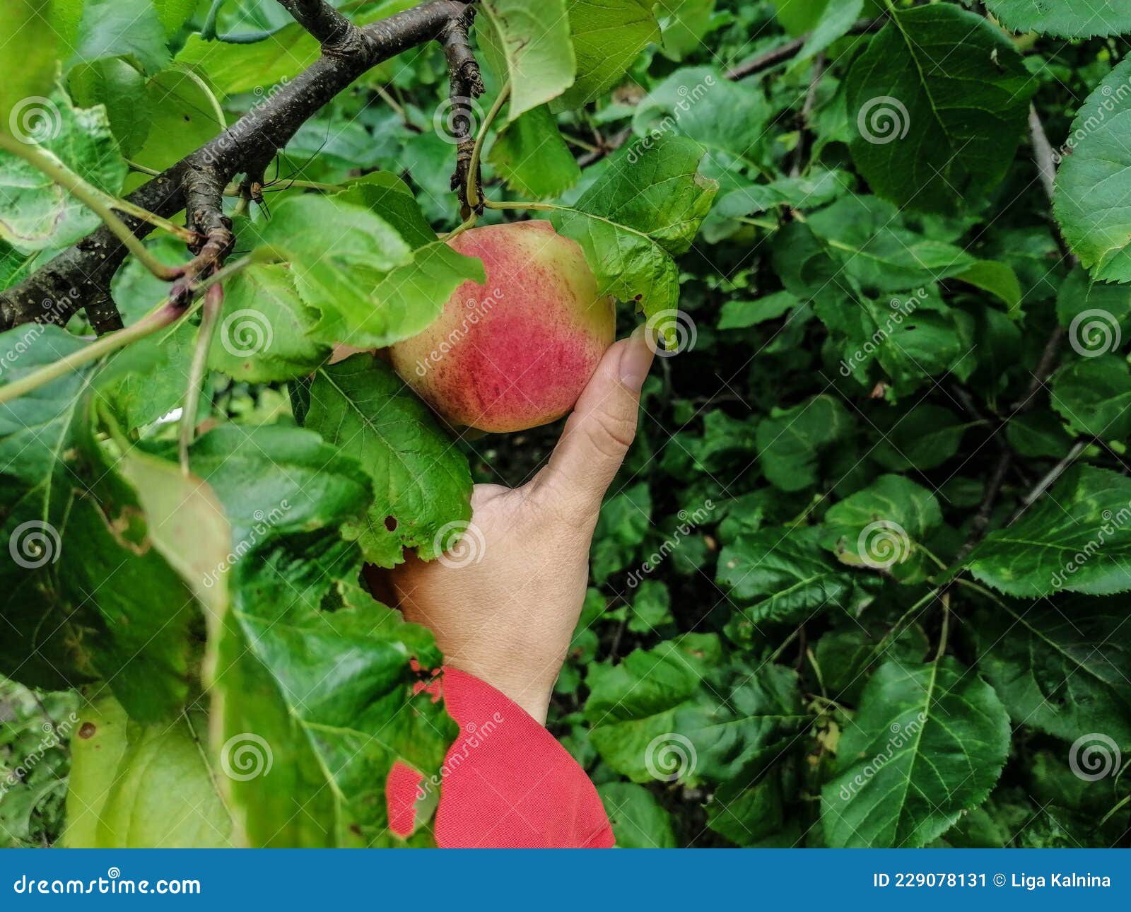 Hand picking apple stock image. Image of white, plant - 229078131