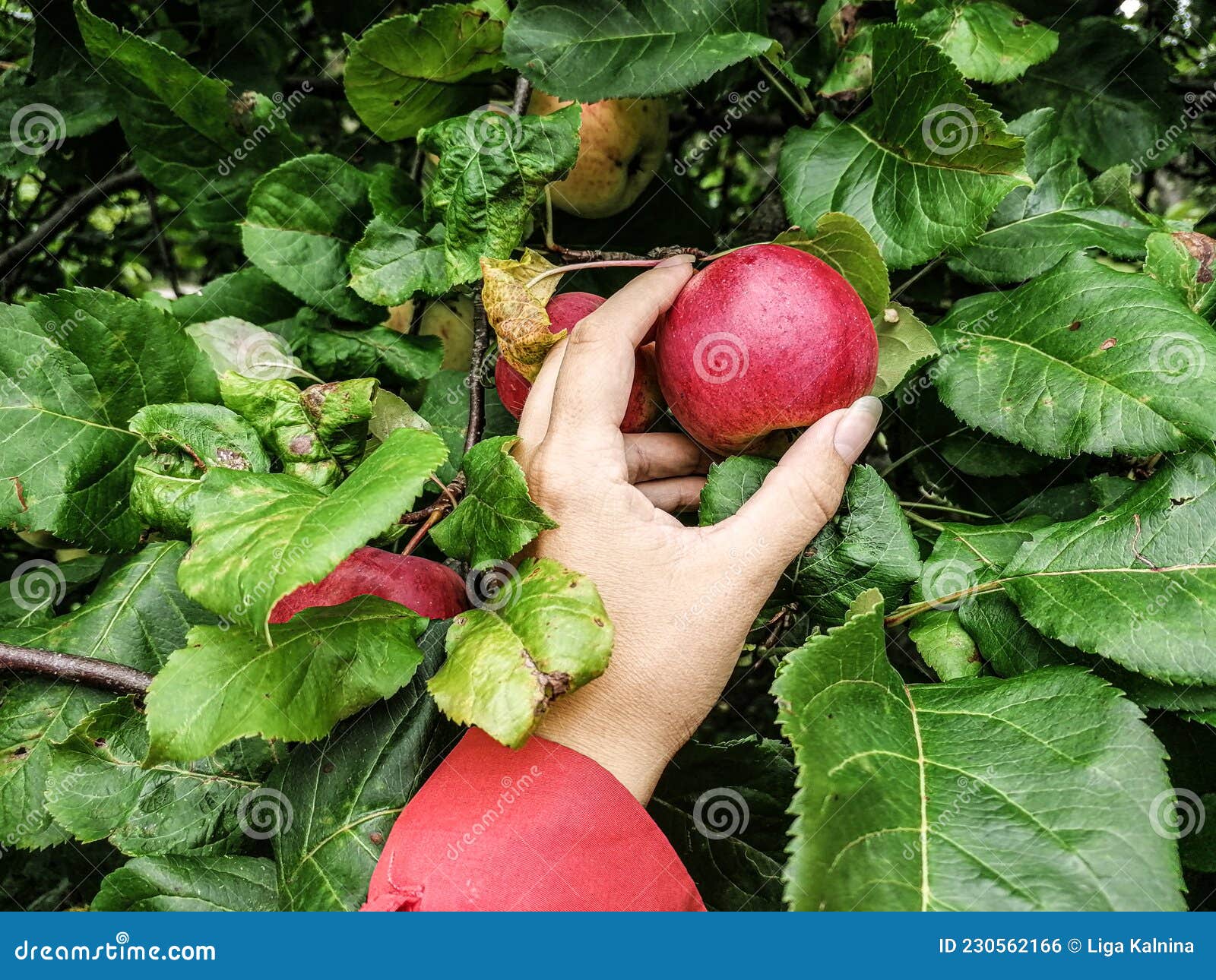 Hand picking an Apple stock photo. Image of green, food - 230562166