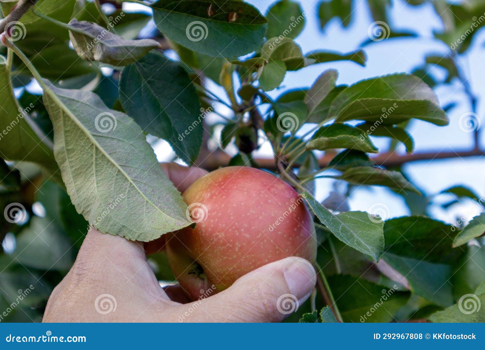 Hand Picking Apple Off of an Apple Tree Stock Photo - Image of orchard ...
