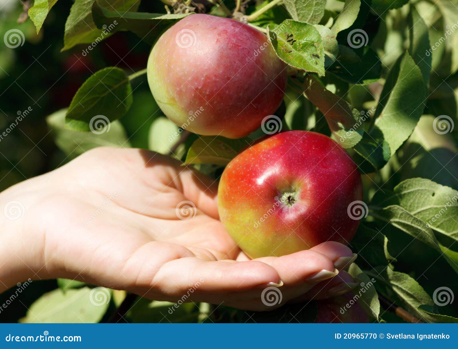 Hand Picking An Apple From A Tree Stock Photo - Image of freshness ...