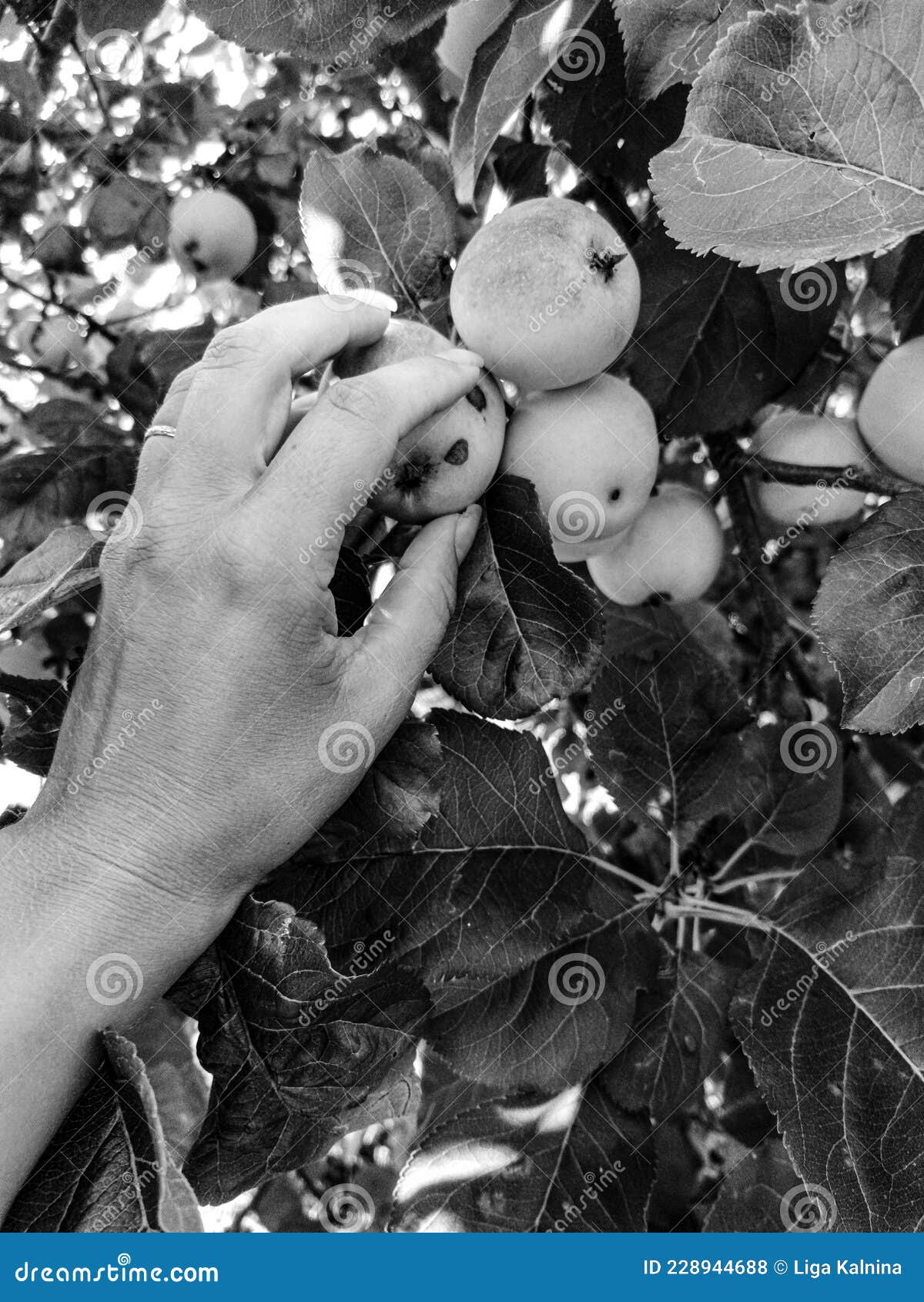 Hand picking apples stock photo. Image of hand, pick - 228944688