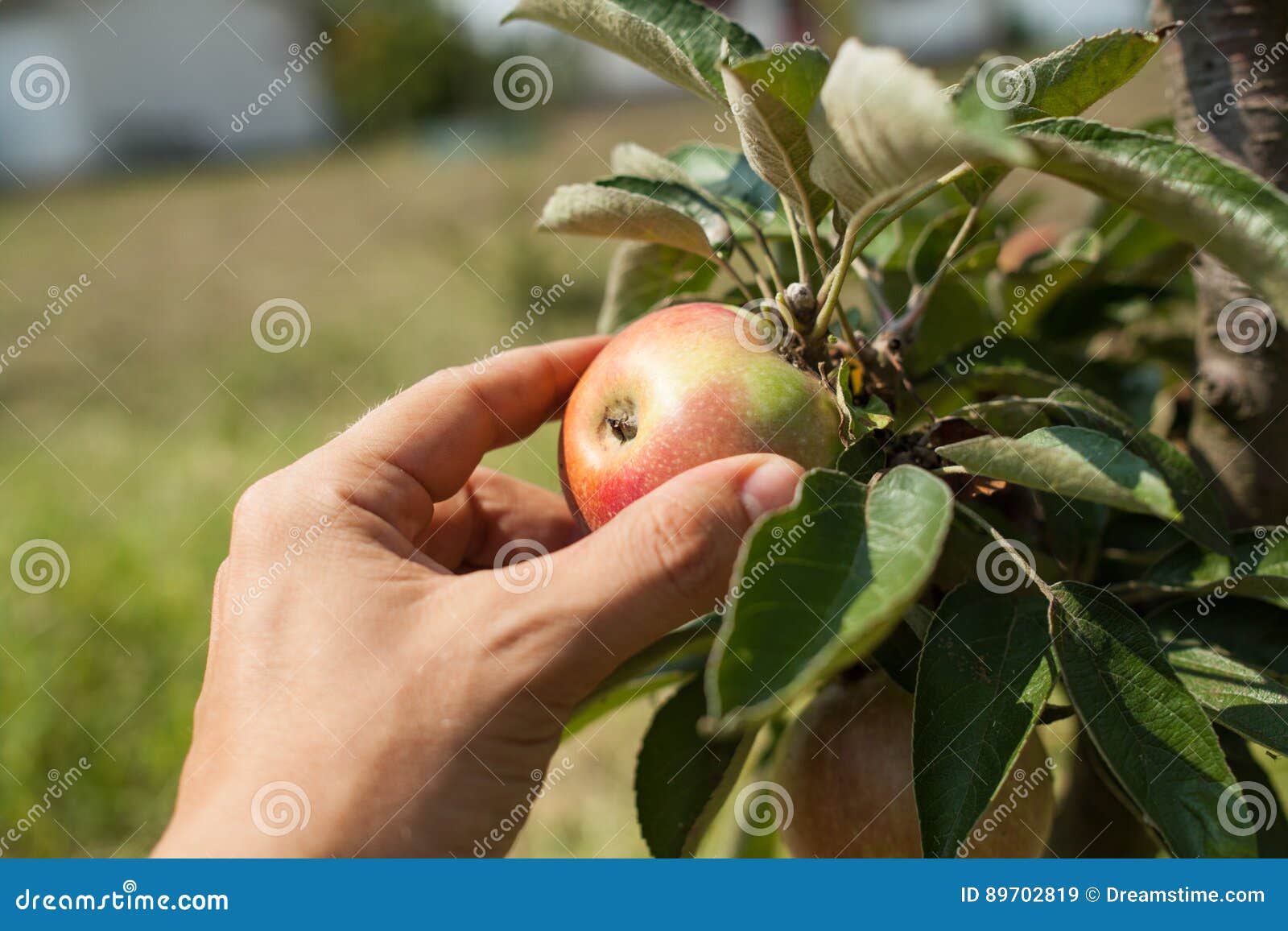 Hand Picking Apples from Apple Tree Branch Stock Image - Image of food ...