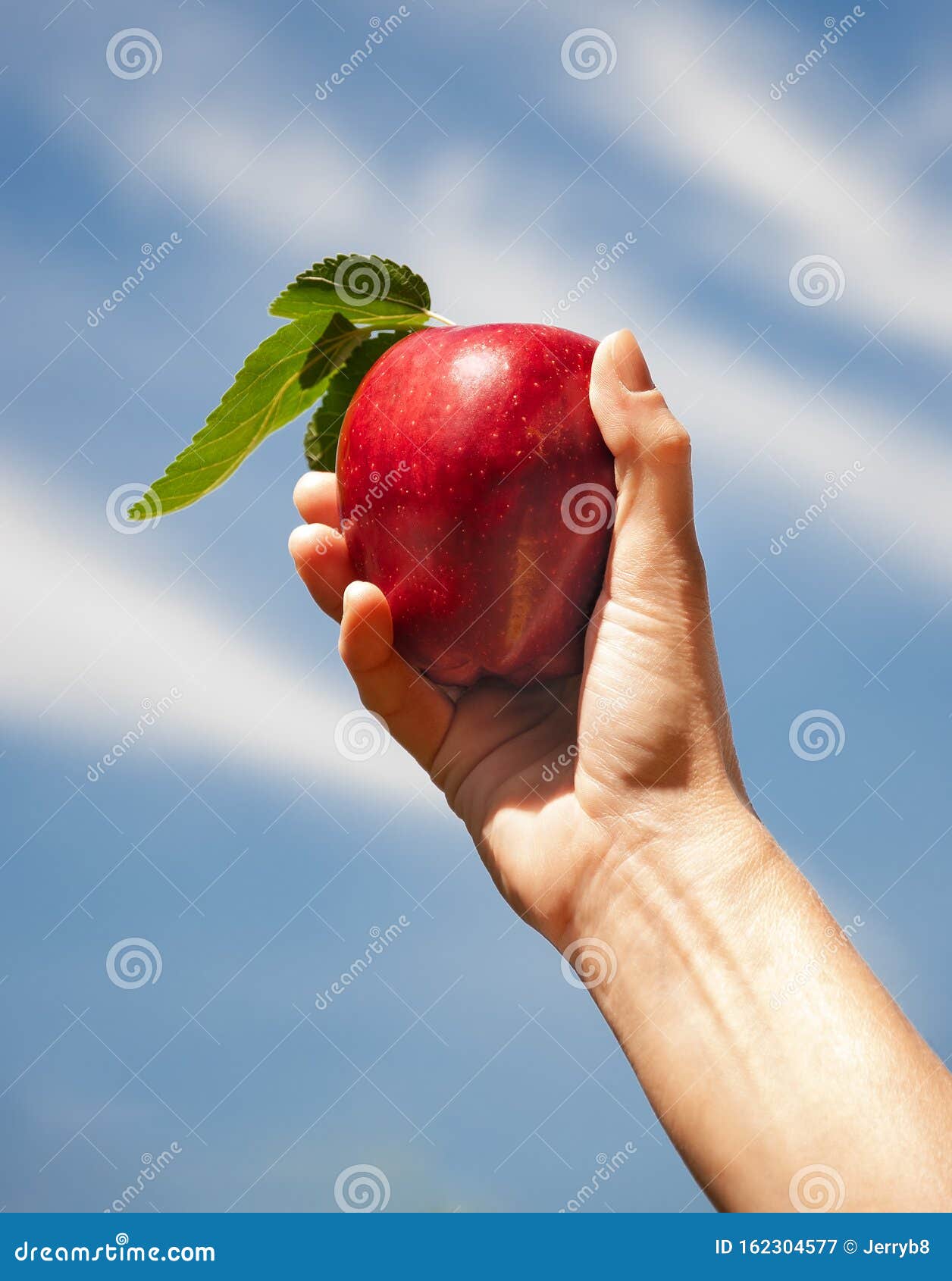 Hand Picking Apples at Orchard Stock Image - Image of market, autumn ...