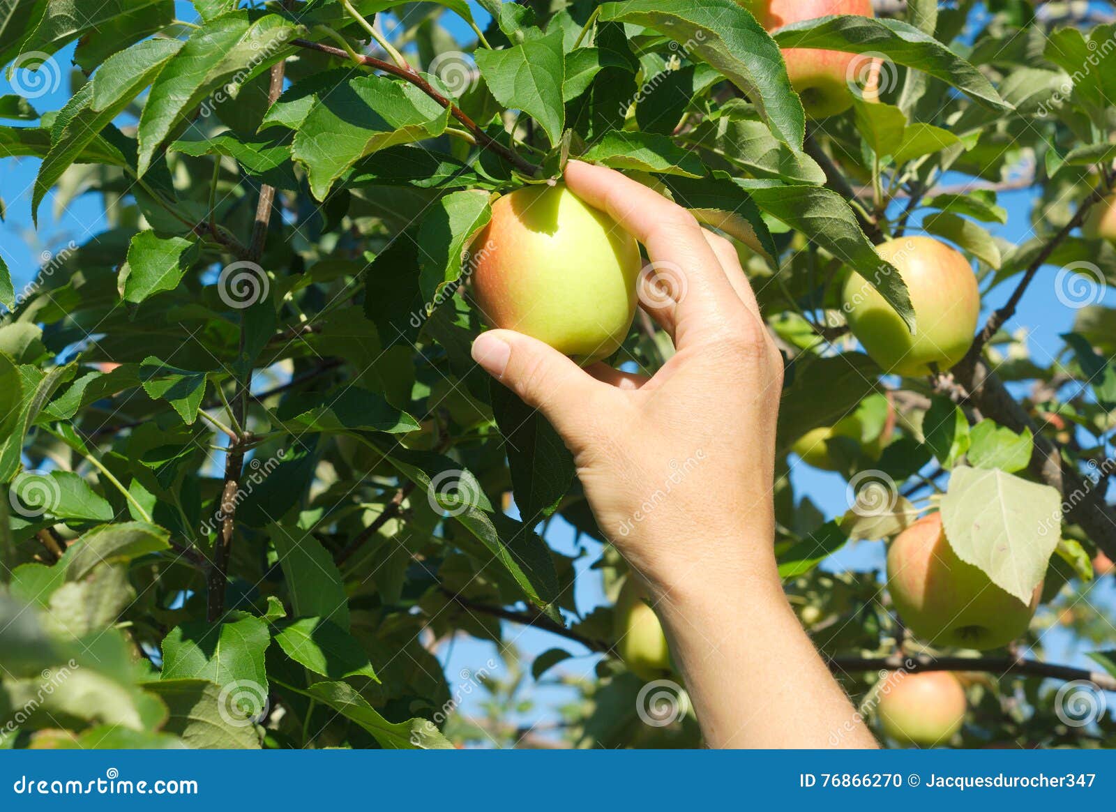 Hand Picking Apples in a Tree at the Orchard Stock Photo - Image of ...