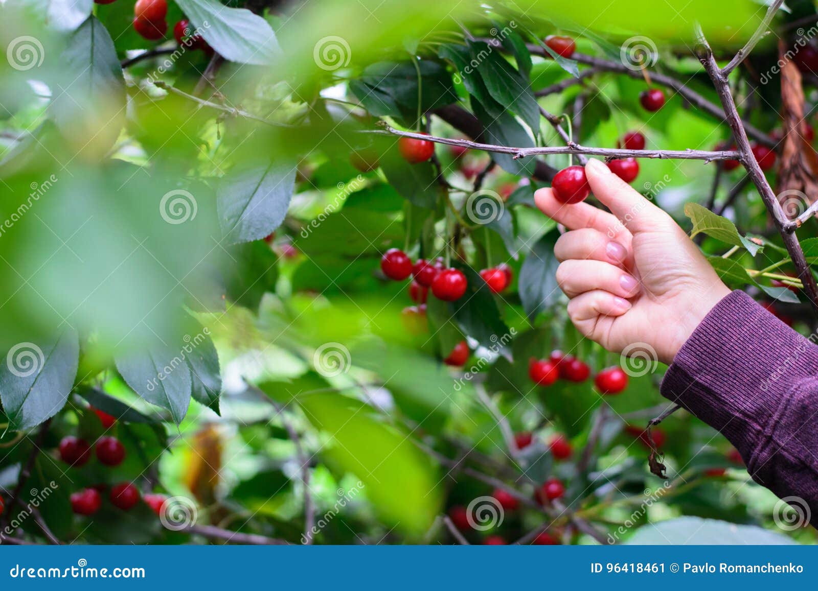 A Hand Picking Big Matured Cherry from Tree Stock Image - Image of ...