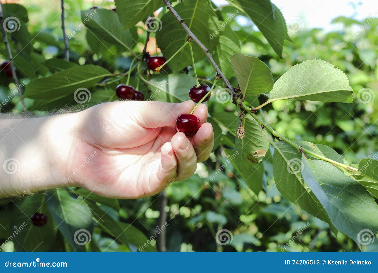 A hand picking cherry stock image. Image of occupation - 74206513