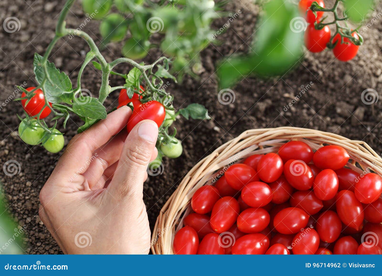 Hand Picking Cherry Tomatoes from the Plant with Basket Stock Photo ...