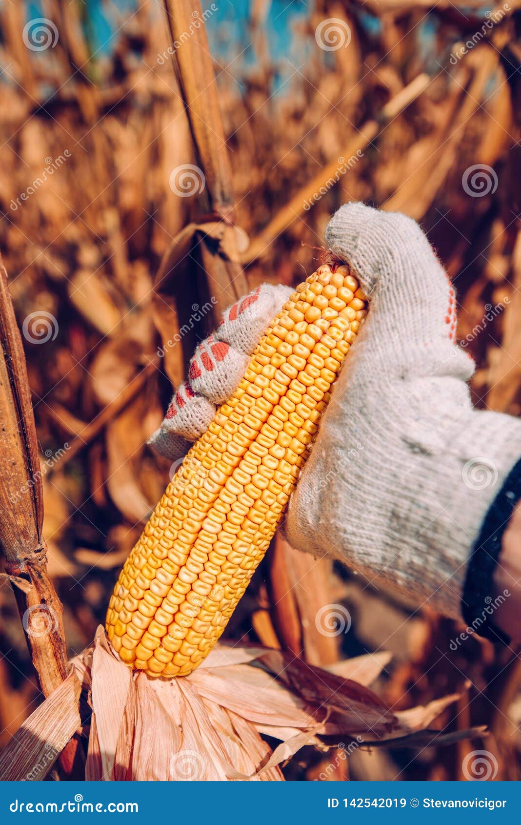 Hand Picking Corn Cobs in Field Stock Image - Image of agricultural ...