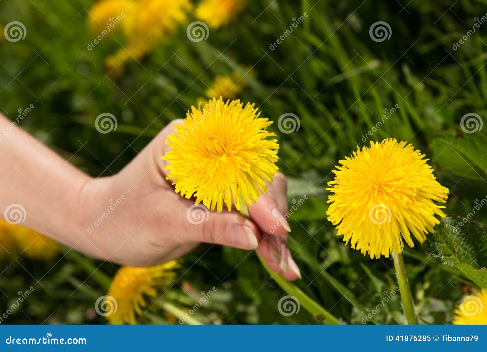 Hand Picking a Dandelion Flower Stock Image - Image of hold, bloom ...