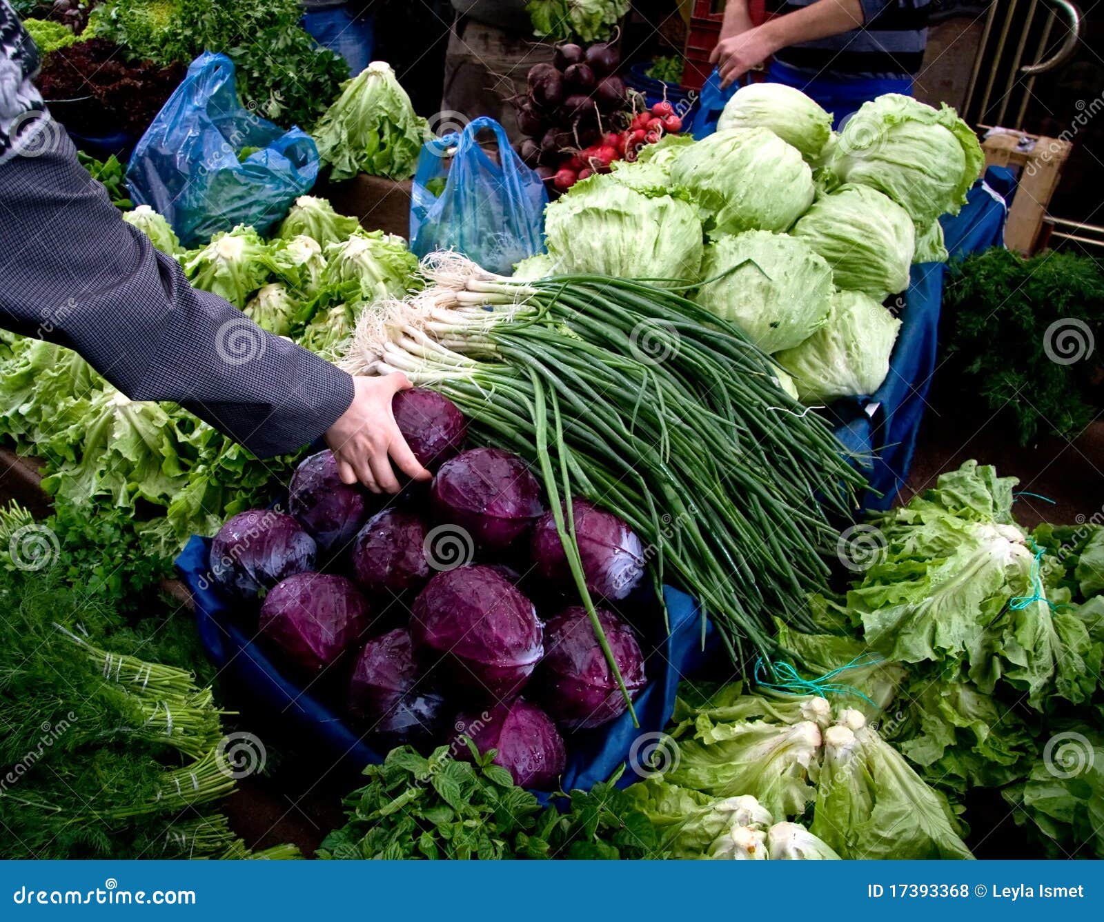 Hand Picking Fresh Organic Vegetables Stock Photo - Image of onion ...