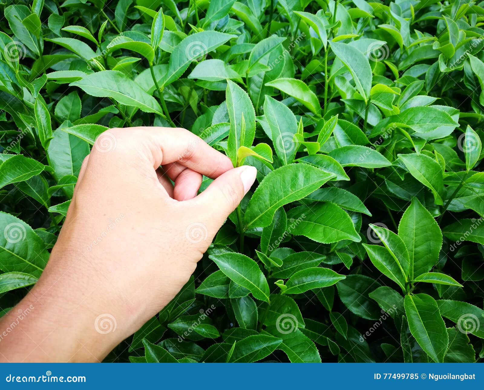 Hand Picking Fresh Tea Leaf Stock Image - Image of care, hand: 77499785
