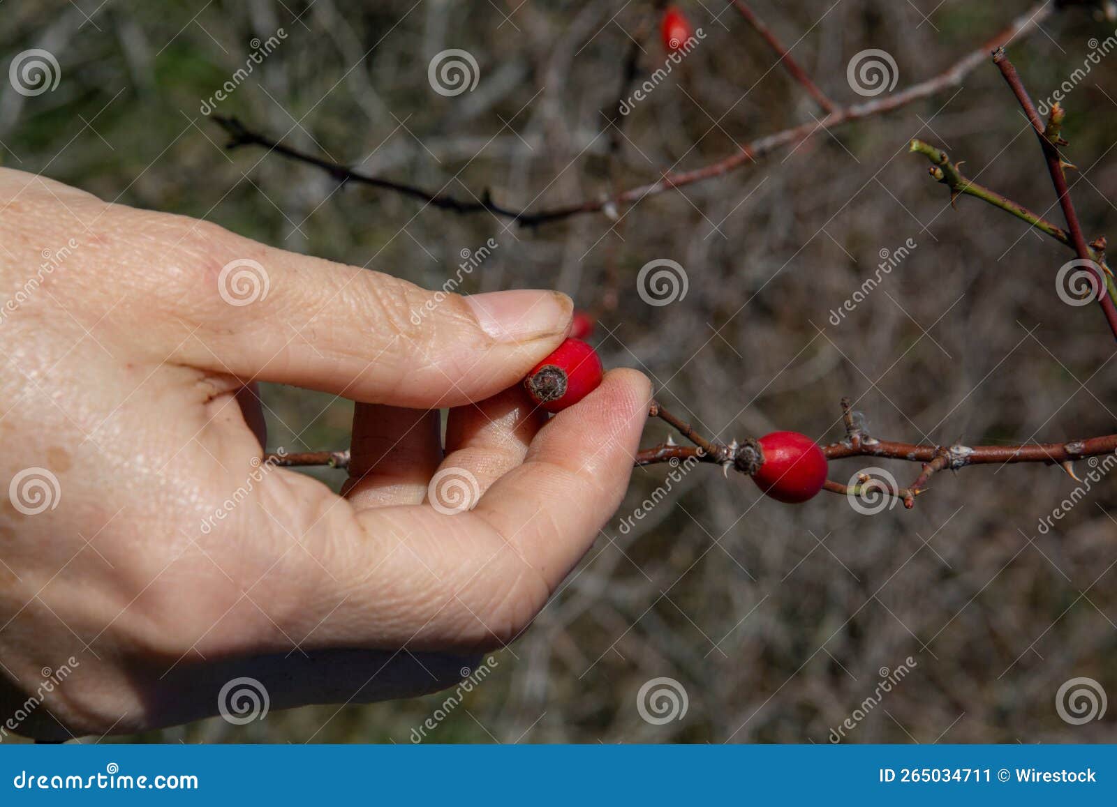 Hand Picking Fruit of Rose Hip - Harvest Time Stock Image - Image of ...