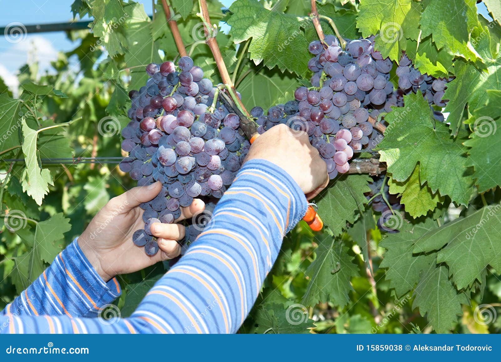 A Hand is Picking a Grape in the Vineyard Stock Photo - Image of light ...