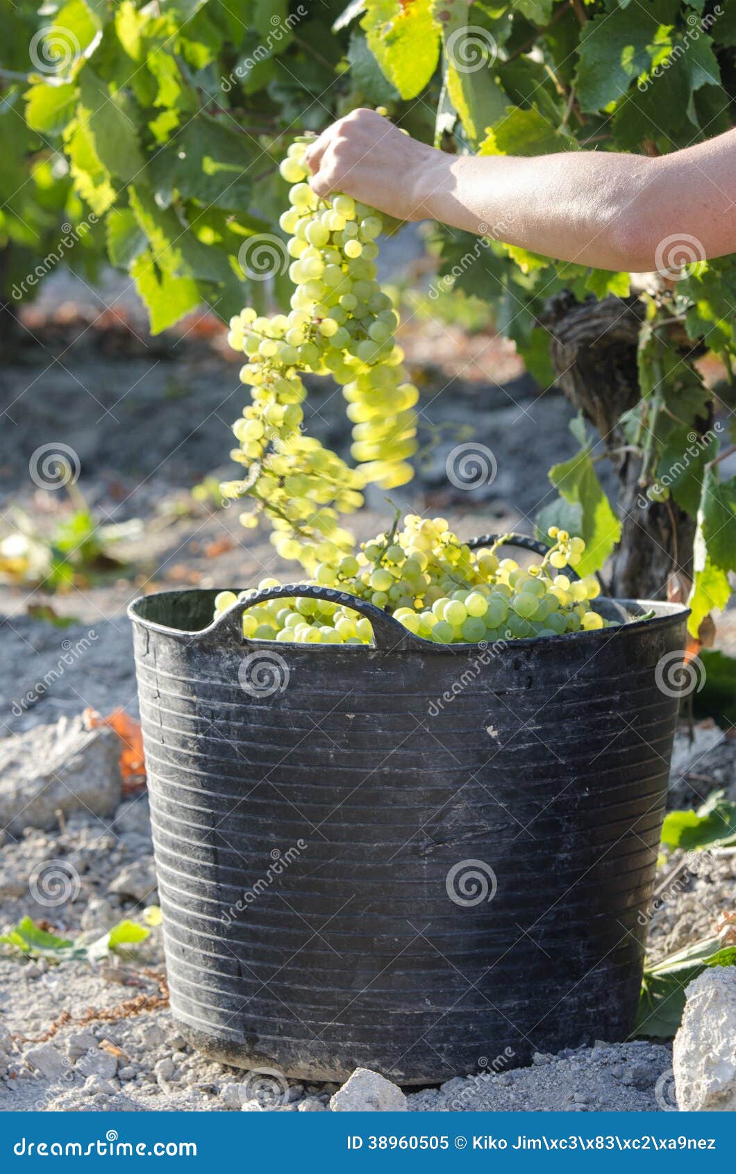 Hand Picking Grapes in Grape Picker Stock Image - Image of nature ...